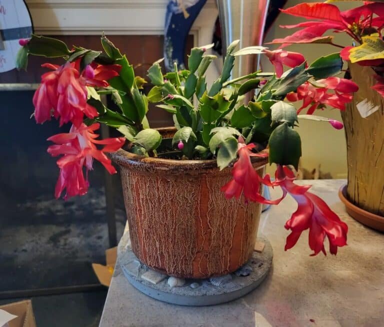 40 Bedroom Plants That Help You Sleep Better