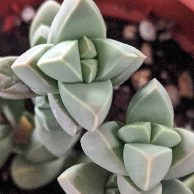 55 Gorgeous Blue Succulent With Names And Pictures
