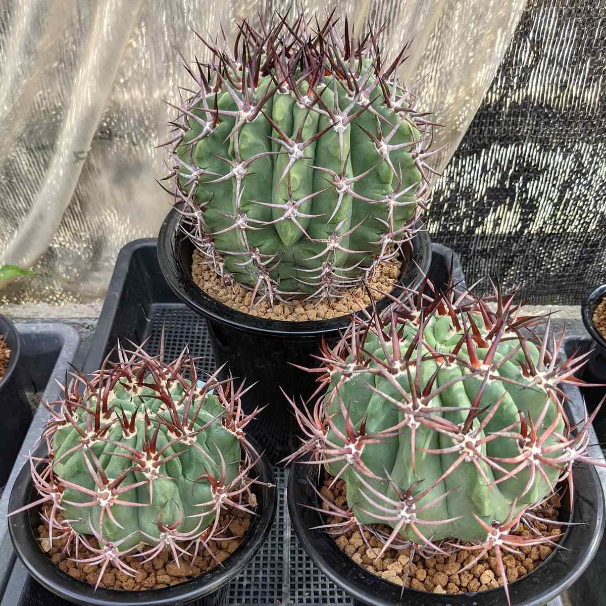 4 Types of Denmoza Pictorial Guide
