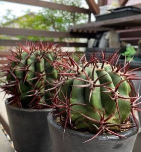 4 Types of Denmoza Pictorial Guide
