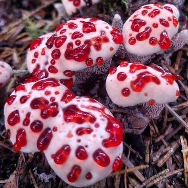 40 Weird Looking Plants That Will Blow Your Mind