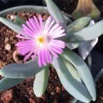 5 Types of Ebracteola Pictorial Guide