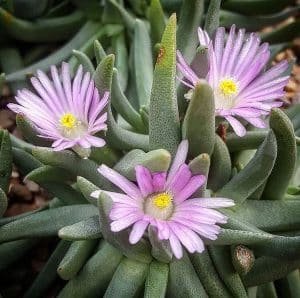 5 Types of Ebracteola Pictorial Guide