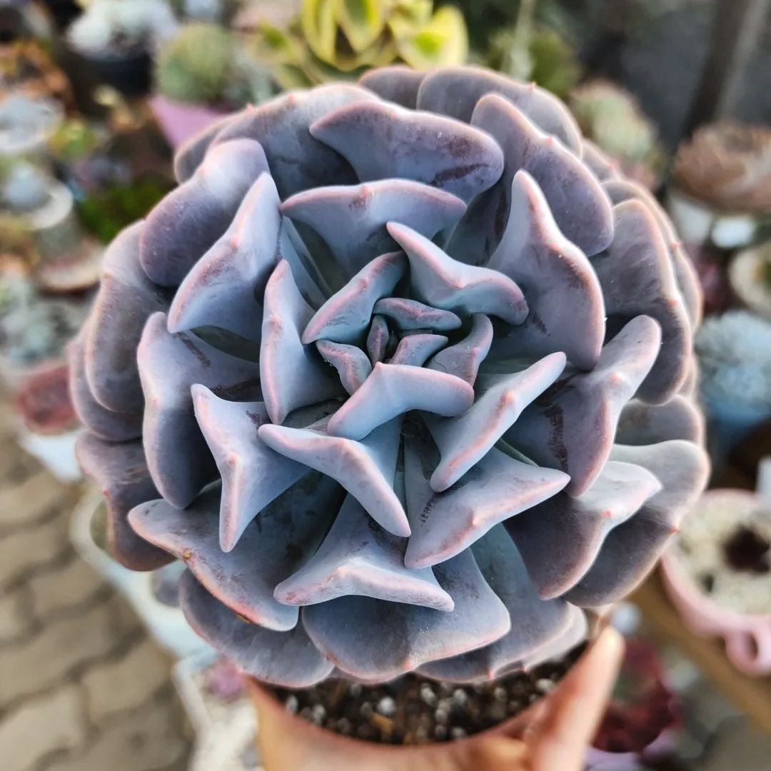 60 Purple Succulent Plants That Are Absolutely Gorgeous