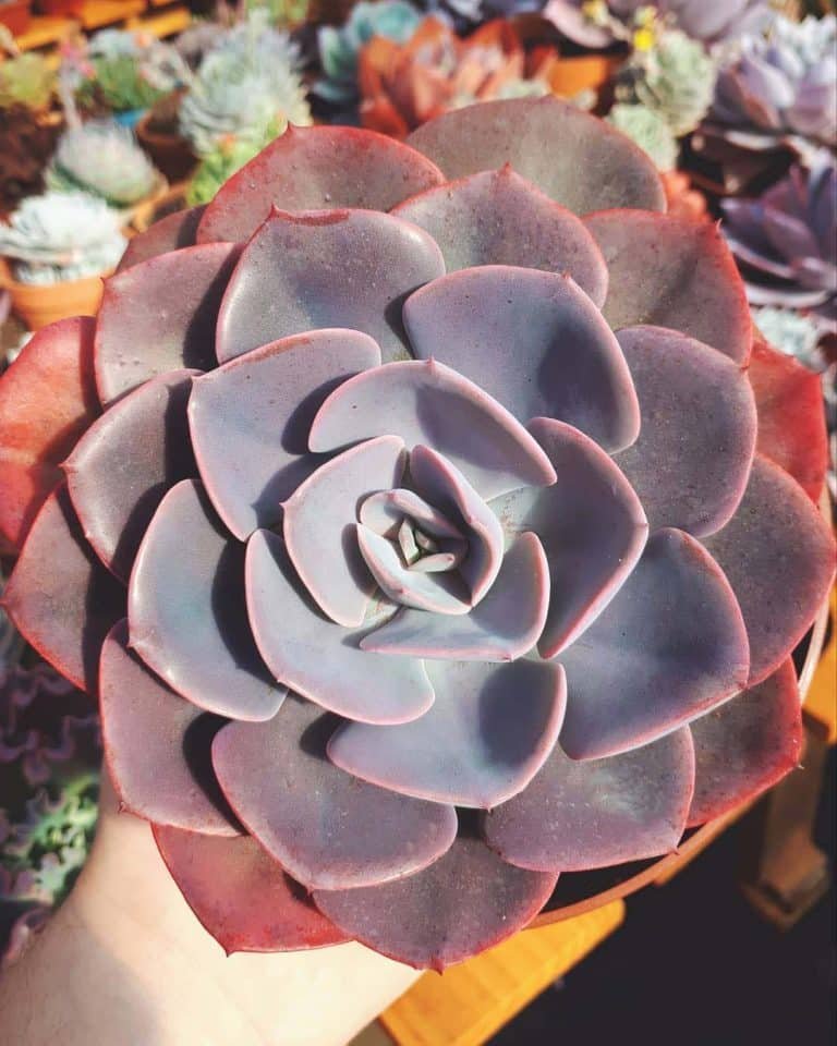 60 Purple Succulent Plants That Are Absolutely Gorgeous