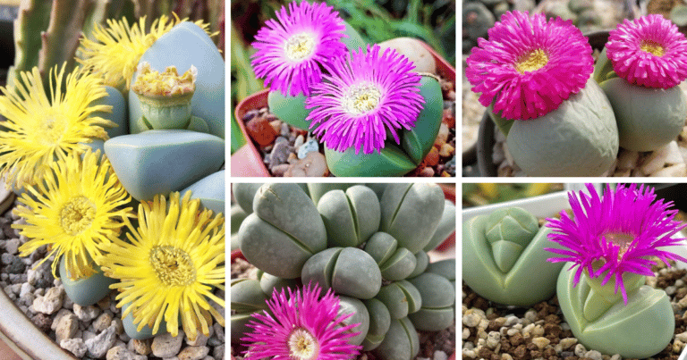 12 Types Of Argyroderma Pictorial Guide