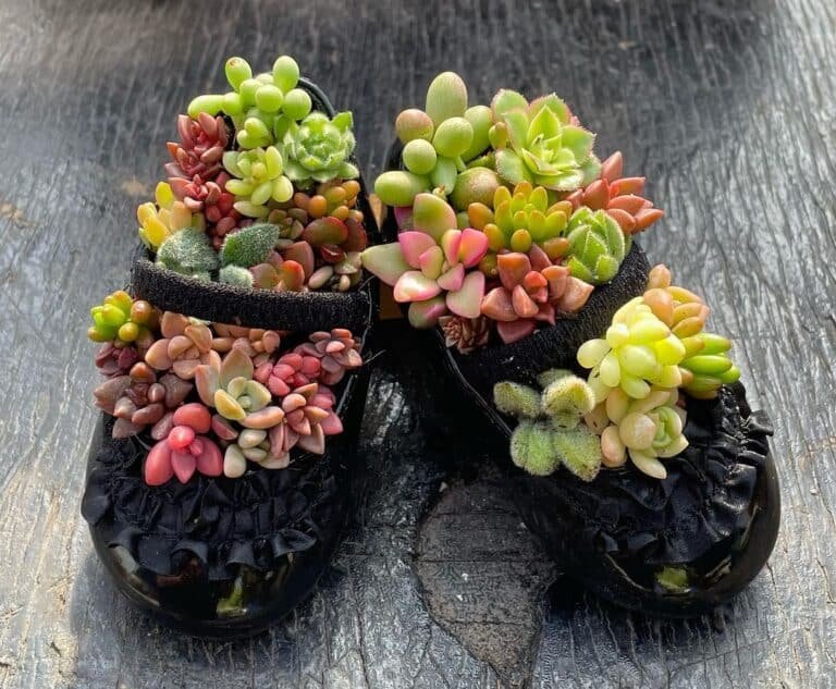 20 Shoe Succulent Planters To Inspire Your Creativity