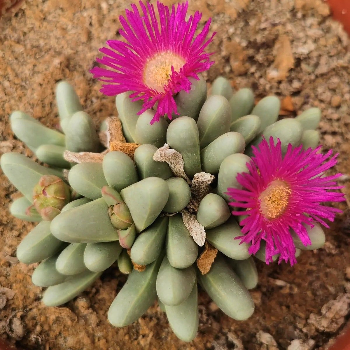 12 Types Of Argyroderma Pictorial Guide