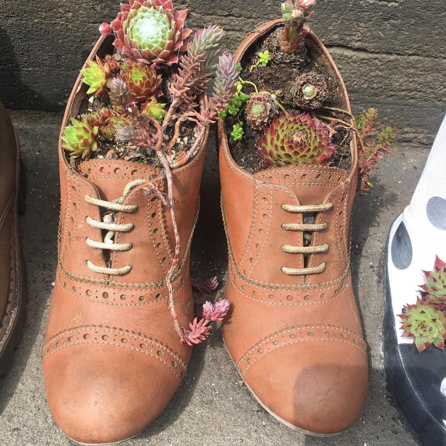 20 Shoe Succulent Planters To Inspire Your Creativity