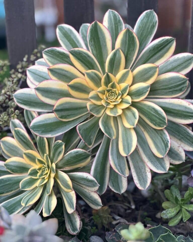 30 Unusual Succulents And Cacti For The Modern Gardener