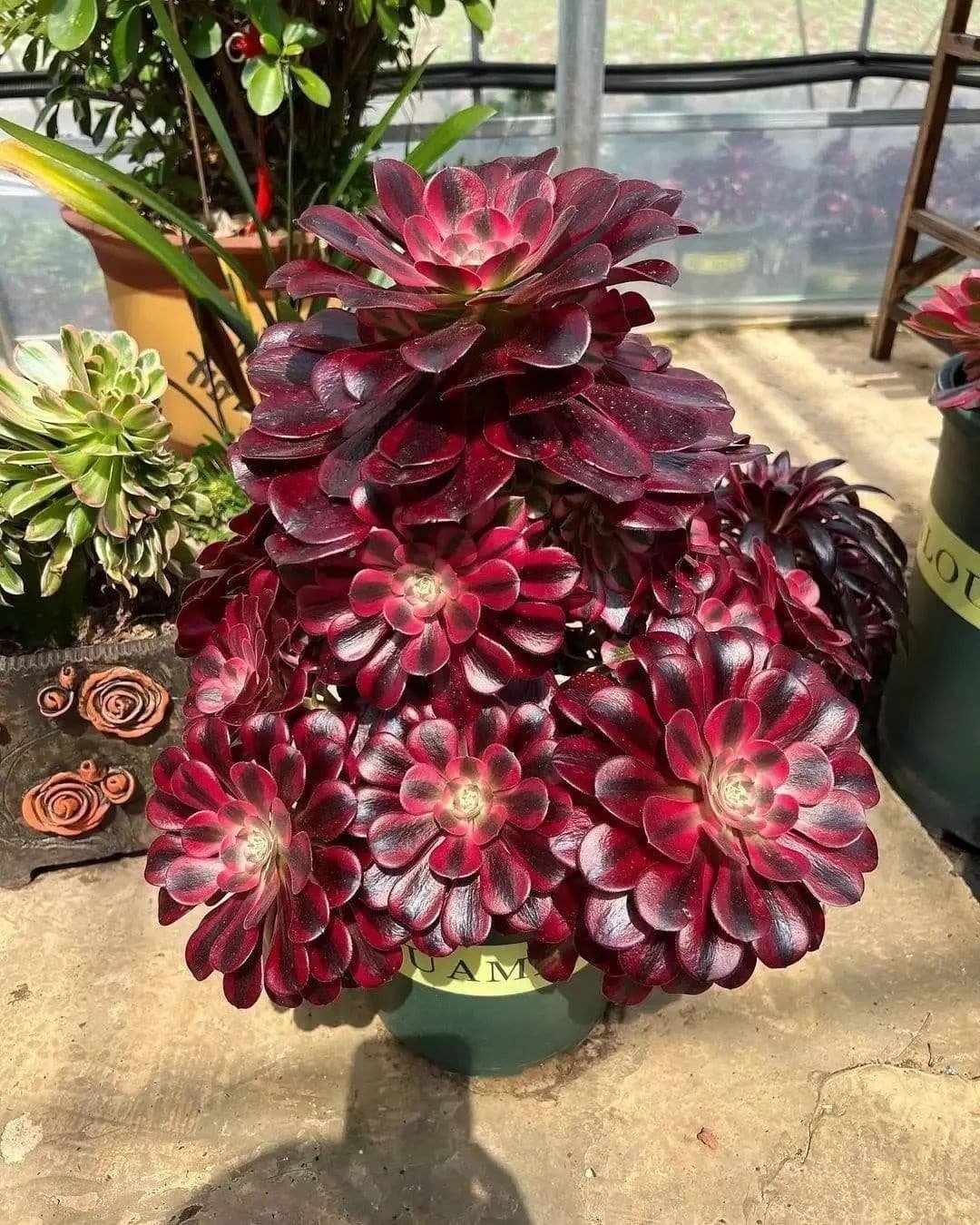 30 Unusual Succulents And Cacti For The Modern Gardener