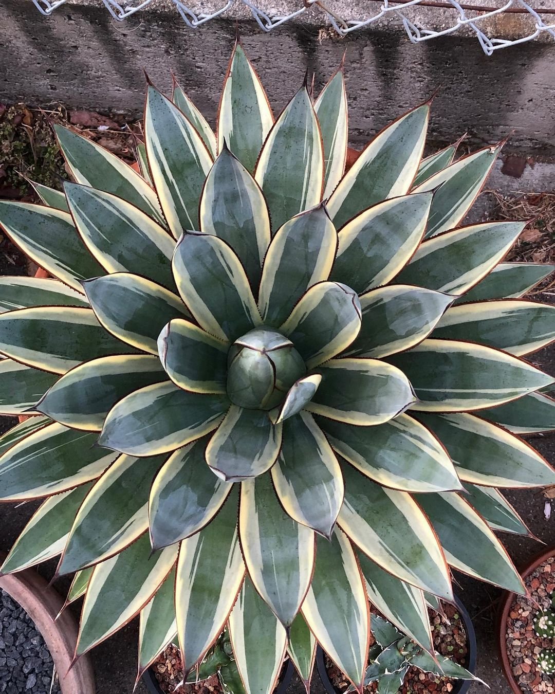 Top 30 Unique Succulents For Collector