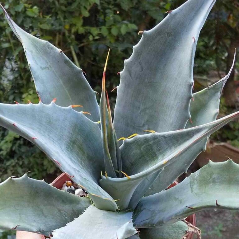 30 Types Of Popular Agave Plant Pictorial Guide