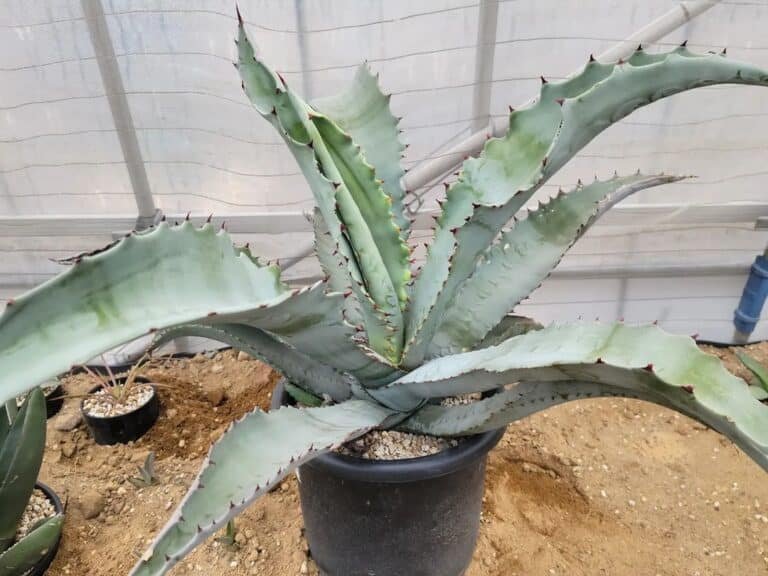 30 Types Of Popular Agave Plant Pictorial Guide