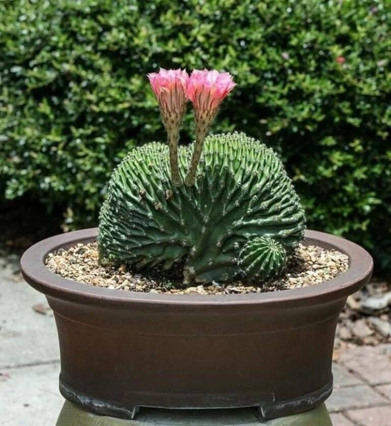 30 Unique Succulents And Cacti To Add To Your Collection