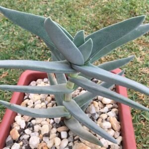 30 Most Popular Crassula Succulent Pictorial Guide