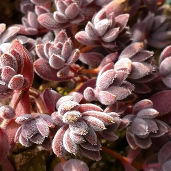 30 Most Popular Crassula Succulent Pictorial Guide
