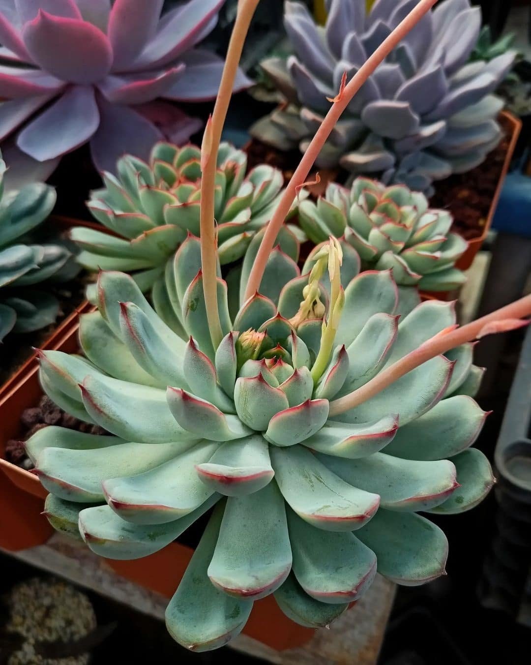 30 Most Popular Echeveria Succulent Pictorial Guide