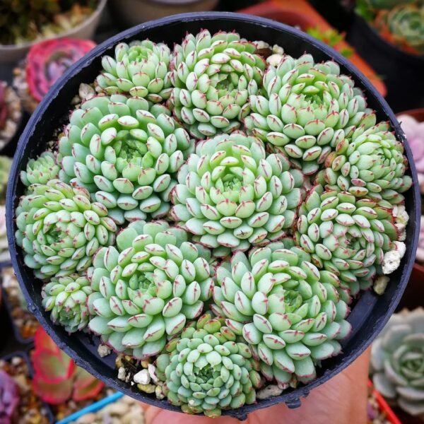 30 Exotic And Unique Succulents That Are Very Rare