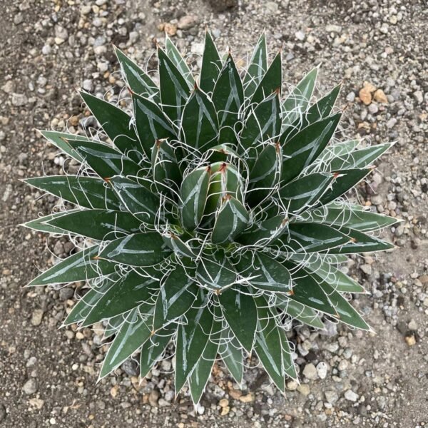 30 Types Of Popular Agave Plant Pictorial Guide