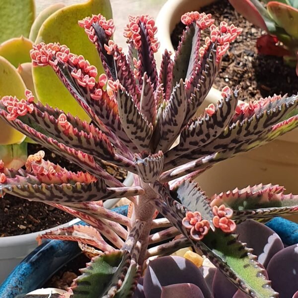 40 Types Of Popular Kalanchoe Pictorial Guide
