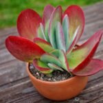 40 Types Of Popular Kalanchoe Pictorial Guide
