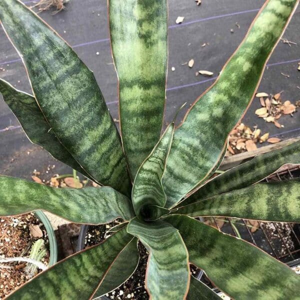 30 Types Of Popular Sansevieria Pictorial Guide