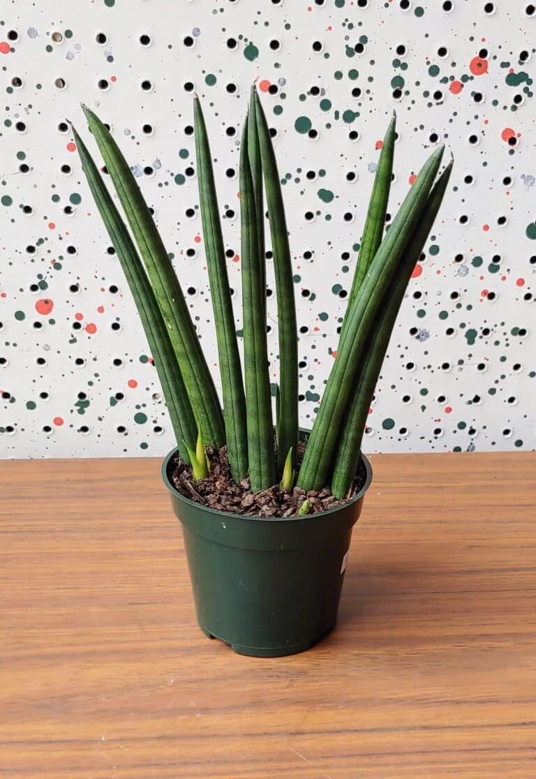 30 Types Of Popular Sansevieria Pictorial Guide