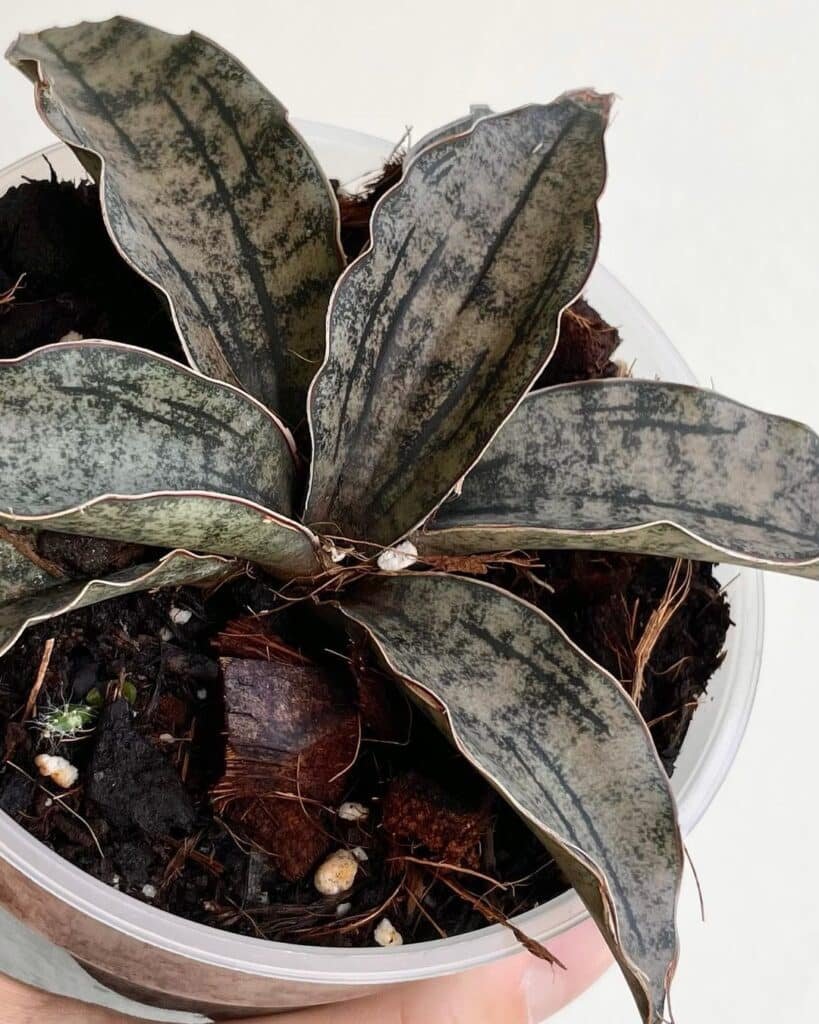 30 Types Of Popular Sansevieria Pictorial Guide