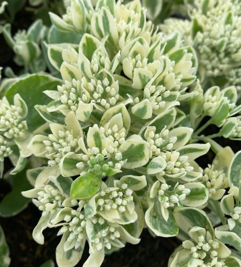 Top 30 Unique Succulents For Collector
