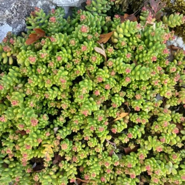 33 Types Of Popular Sedum Pictorial Guide