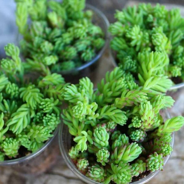 33 Types Of Popular Sedum Pictorial Guide