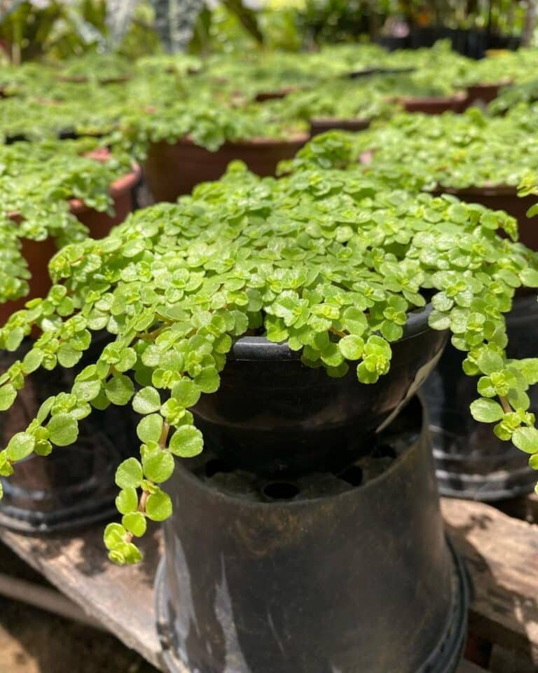 33 Types Of Popular Sedum Pictorial Guide