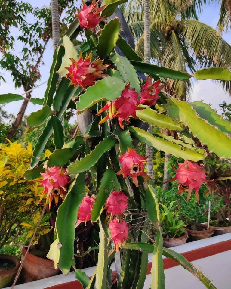 14 Types Of Popular Hylocereus Pictorial Guide