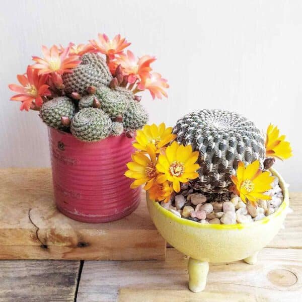 35 Types Of Popular Rebutia Pictorial Guide