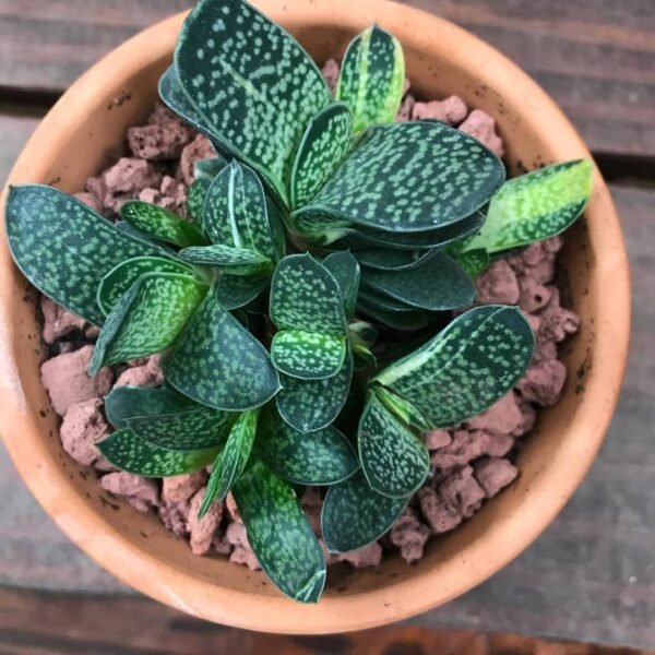 30 Types Of Popular Gasteria Pictorial Guide
