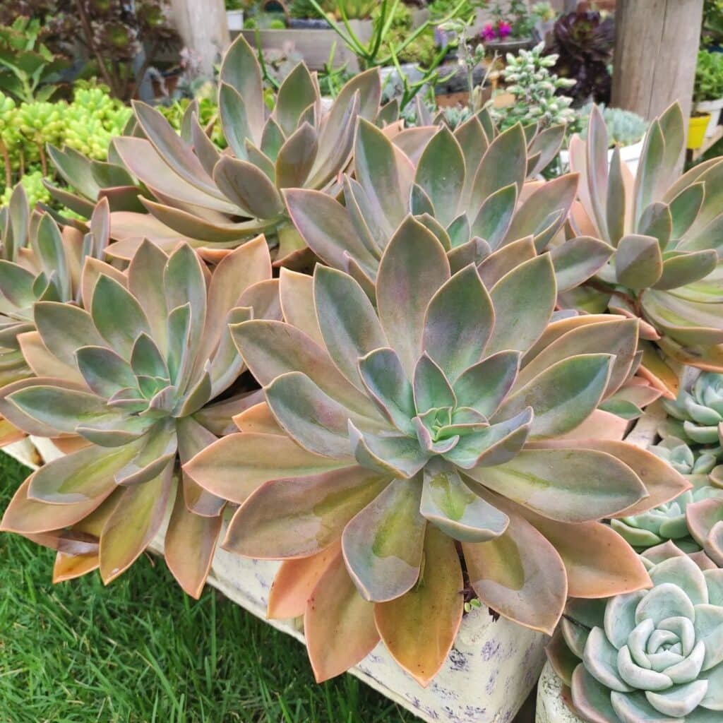 30 Types Of Popular Graptoveria Succulent Pictorial Guide