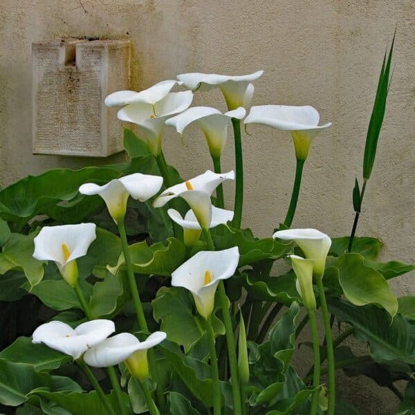 24 Types Of Popular Arum Pictorial Guide