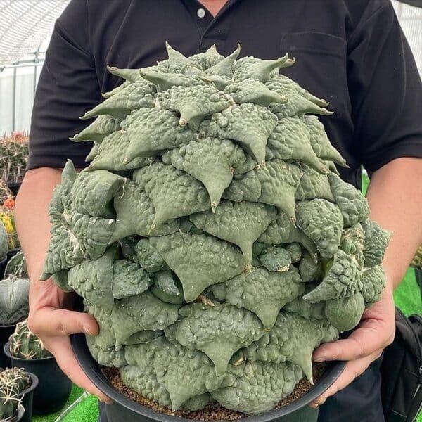 30 Types Of Popular Ariocarpus Pictorial Guide