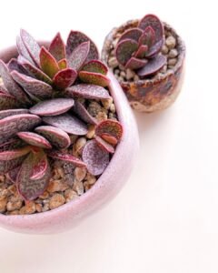 28 Types Of Popular Adromischus Pictorial Guide