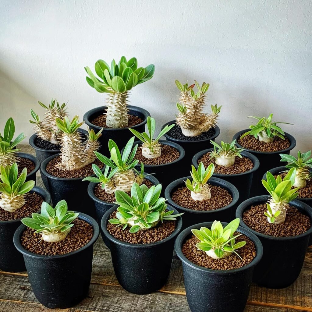 24 Types Of Popular Pachypodium Pictorial Guide