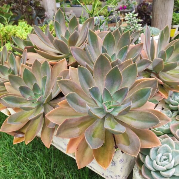 30 Types Of Popular Graptoveria Succulent Pictorial Guide