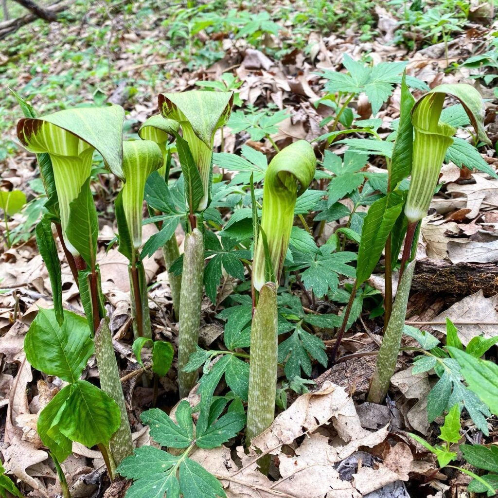 30 Types Of Popular Arisaema Pictorial Guide
