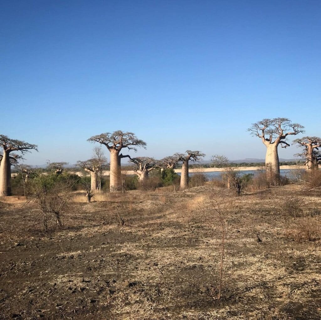 9 Types Of Adansonia Pictorial Guide