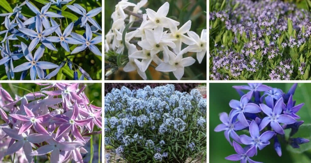 12 Types Of Popular Amsonia Pictorial Guide