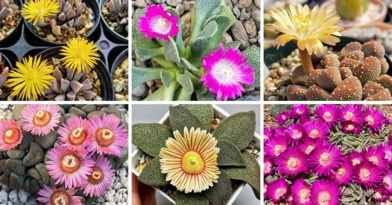 16 Types Of Aloinopsis Pictorial Guide