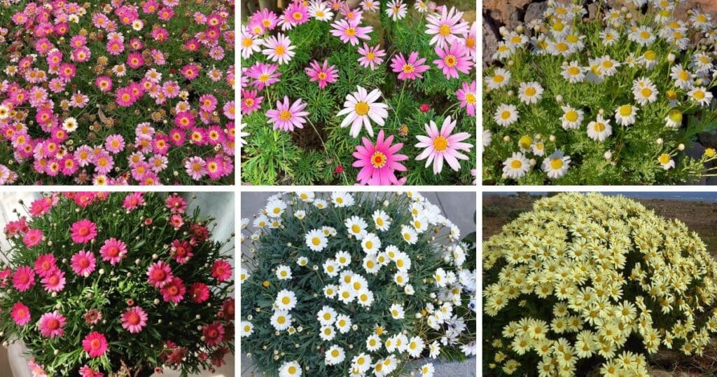 17 Types Of Popular Argyranthemum Pictorial Guide
