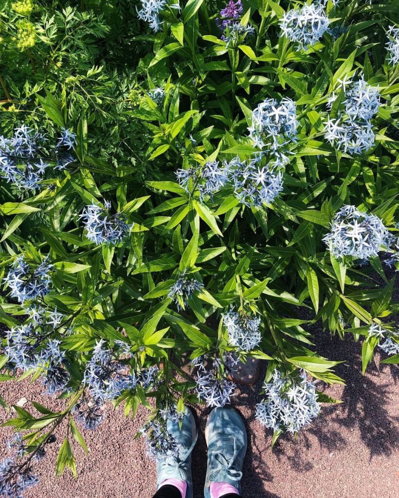 12 Types Of Popular Amsonia Pictorial Guide