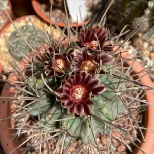 18 Types Of Popular Sclerocactus Pictorial Guide