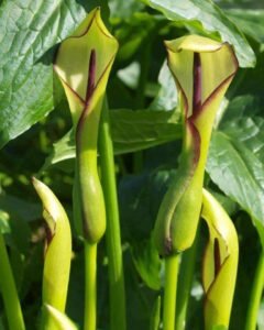 24 Types Of Popular Arum Pictorial Guide